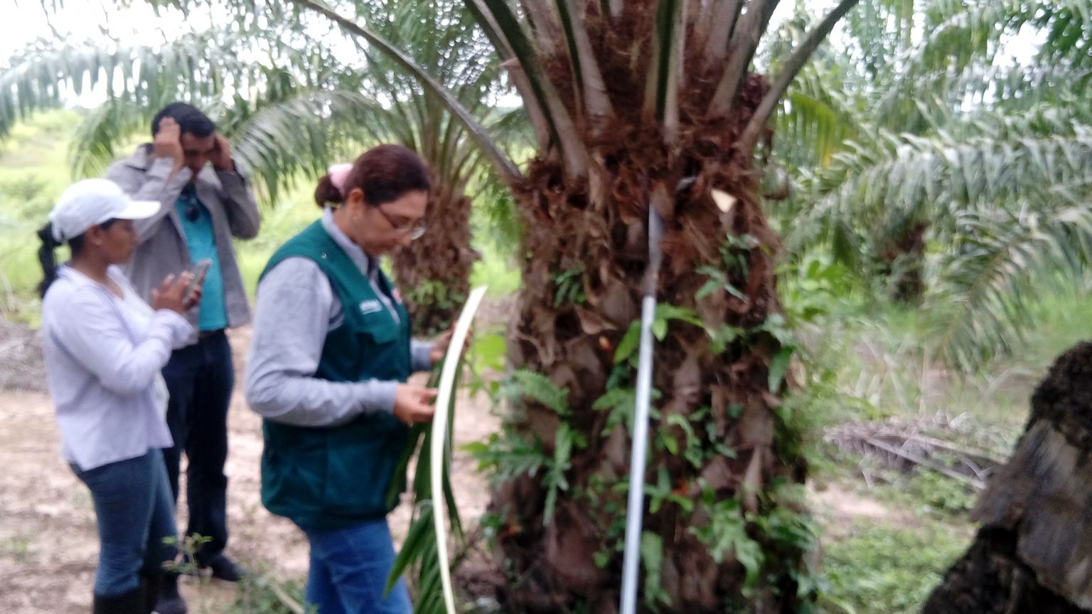 Ucayali Realizan Vigilancia Y Control De Plagas En Palma Aceitera